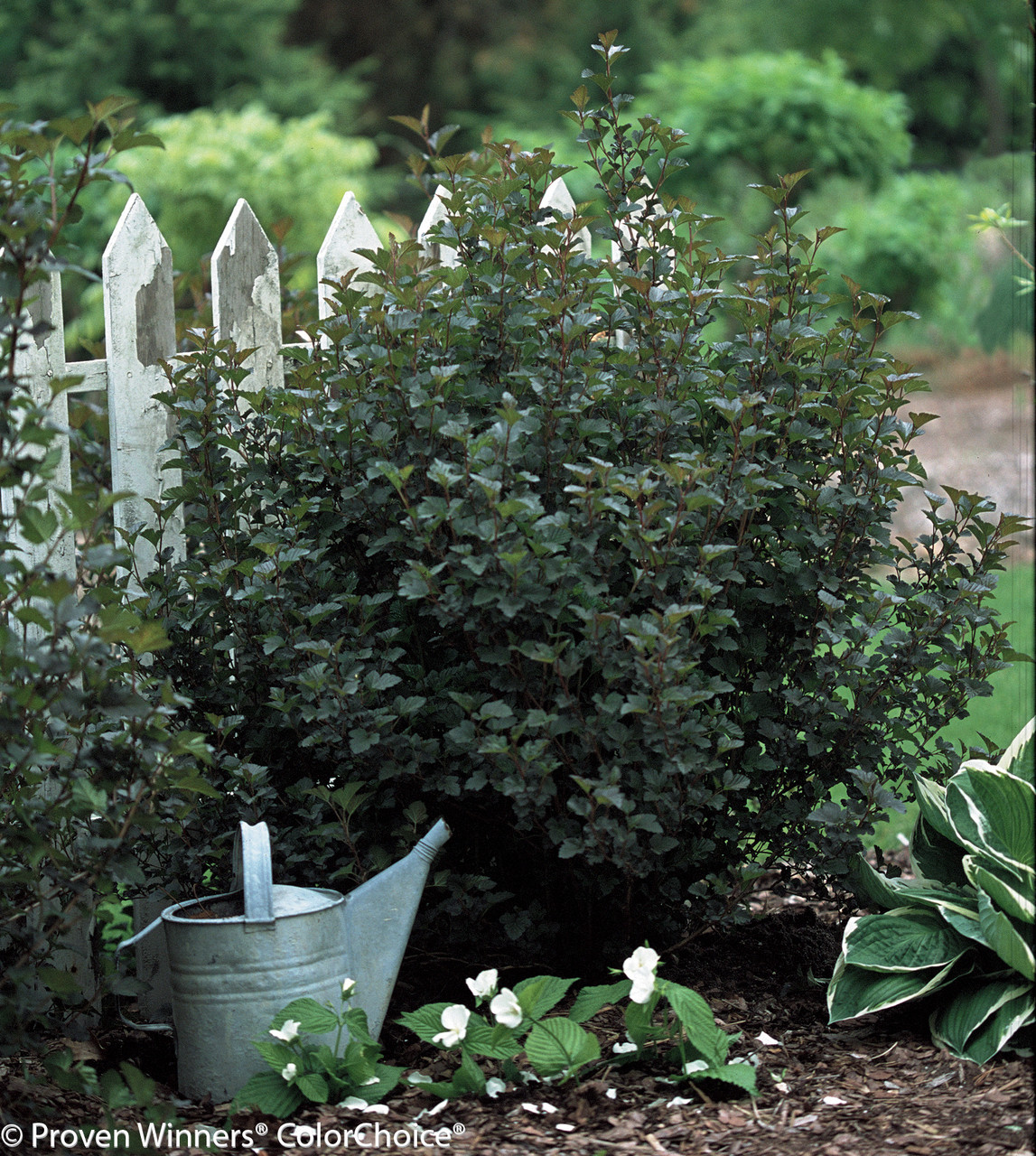 Summer Wine® Black Ninebark | Plant Addicts