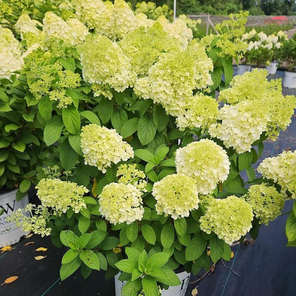 Little Lime Punch® Hydrangea | Plant Addicts