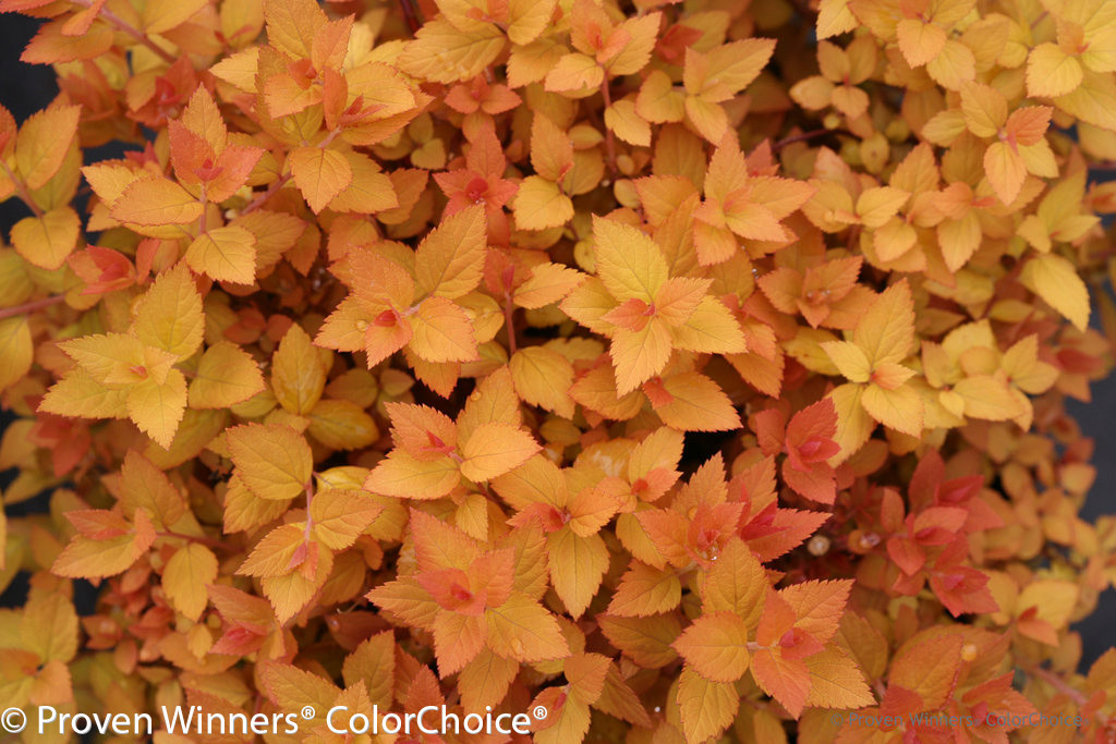 Double Play® Candy Corn® Spirea | Plant Addicts