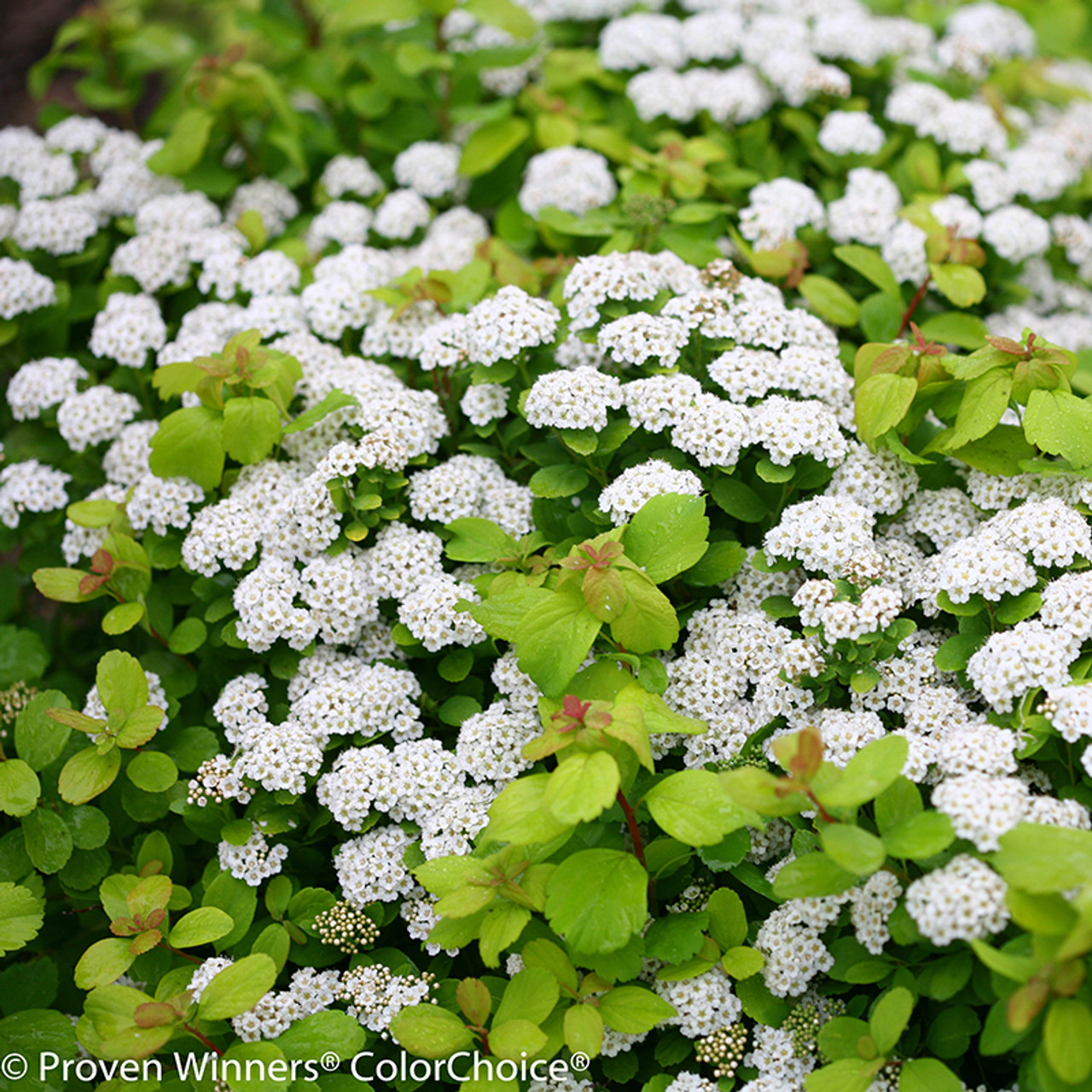 Glow Girl® Spirea Plant Addicts