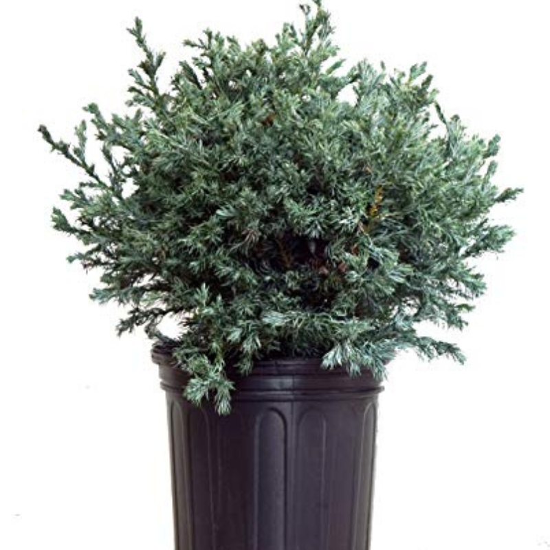 True Blue False Cypress | Plant Addicts