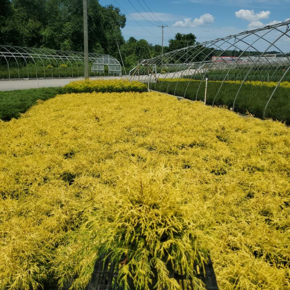 Gold Thread Cypress | Plant Addicts