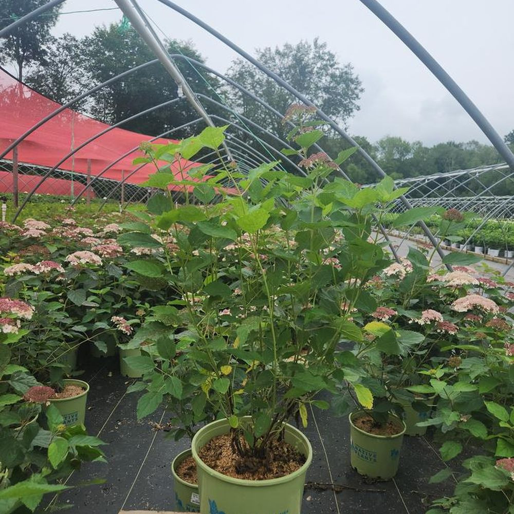 Pinky Pollen Ring™ Hydrangea | Plant Addicts