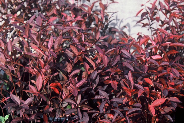 Love Child® Sweetspire | Plant Addicts