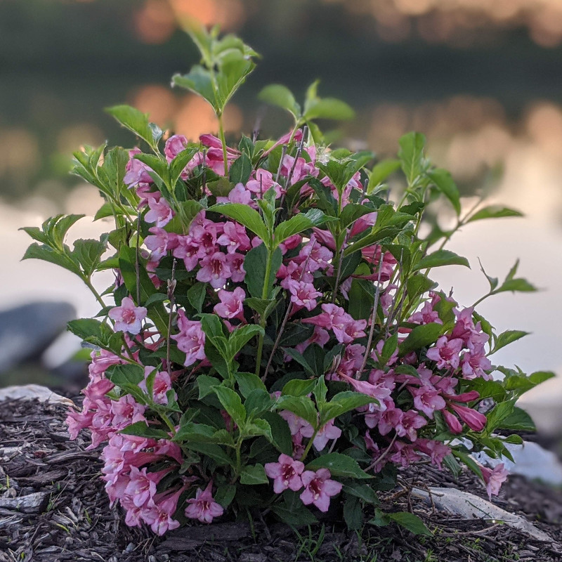 Sonic Bloom® Pure Pink Weigela | Plant Addicts
