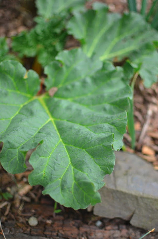 Victoria Rhubarb | Plant Addicts