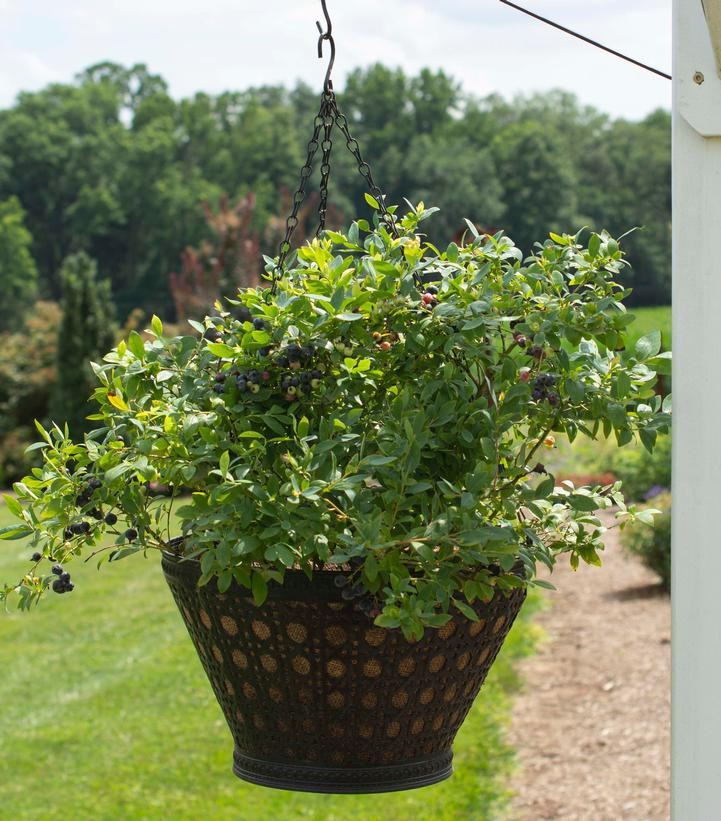 Sapphire Cascade Blueberry | Plant Addicts