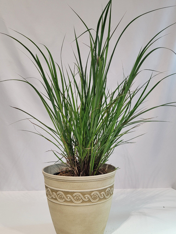 Blackhawks Big Bluestem Grass | Plant Addicts