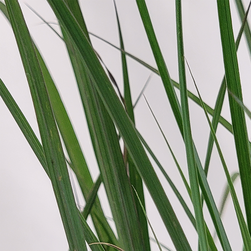 Blackhawks Big Bluestem Grass | Plant Addicts