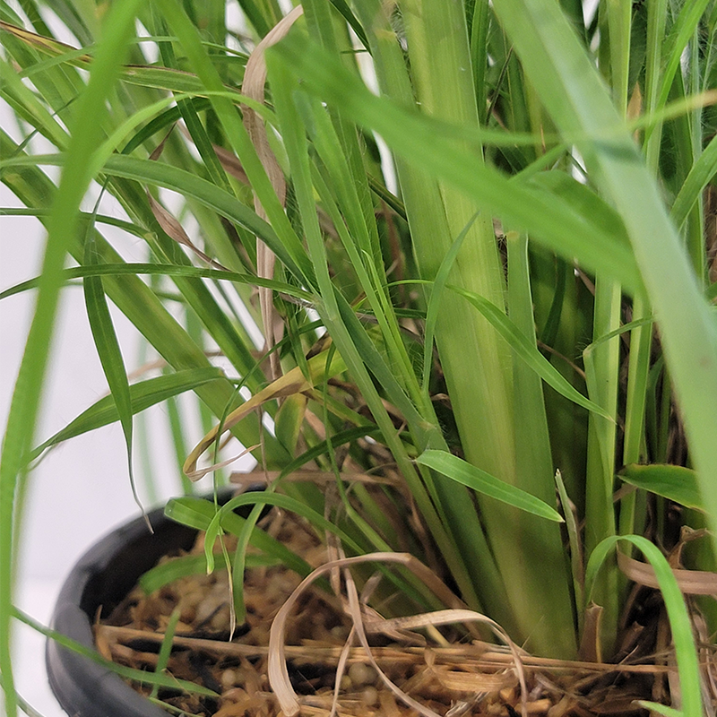 Broomsedge Grass | Plant Addicts