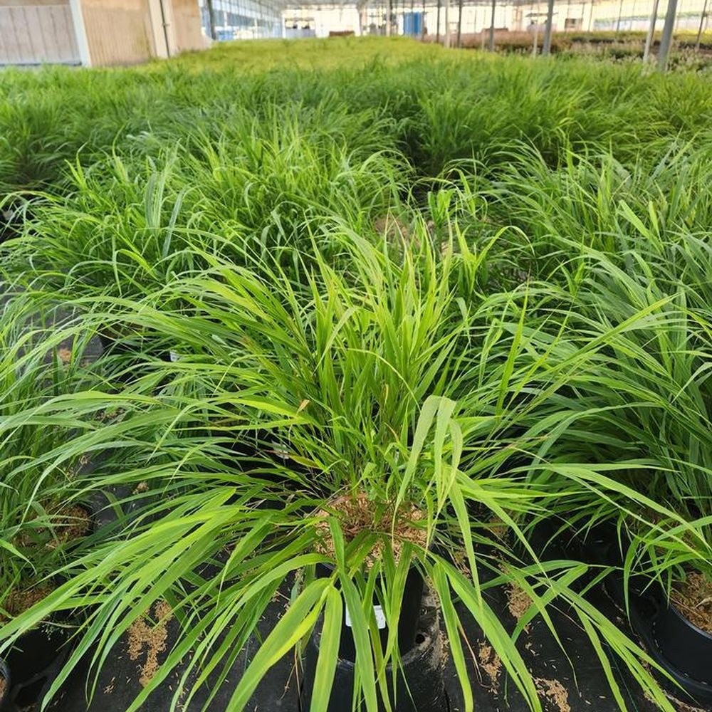 Common Japanese Forest Grass | Plant Addicts