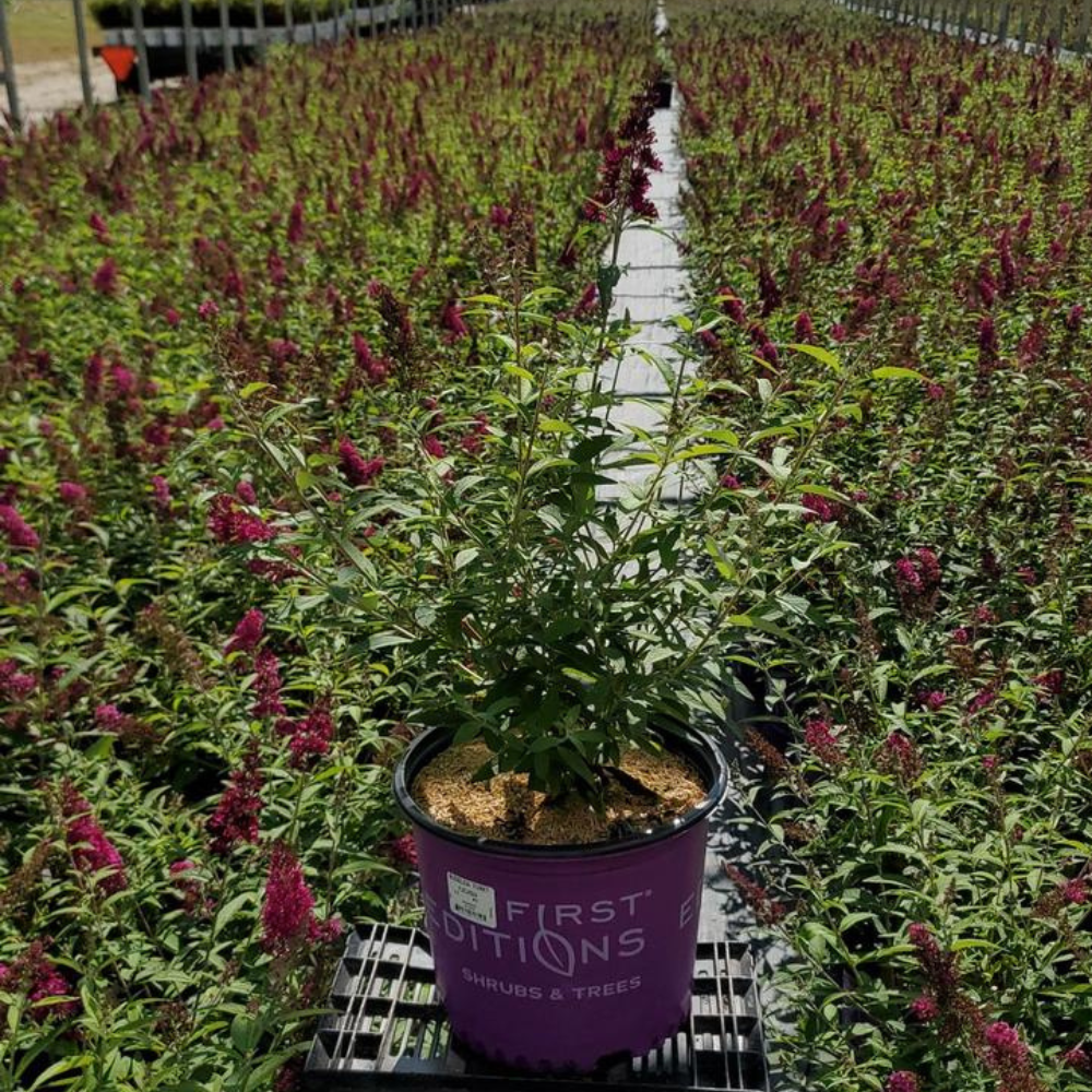Funky Fuchsia™ Butterfly Bush | Plant Addicts