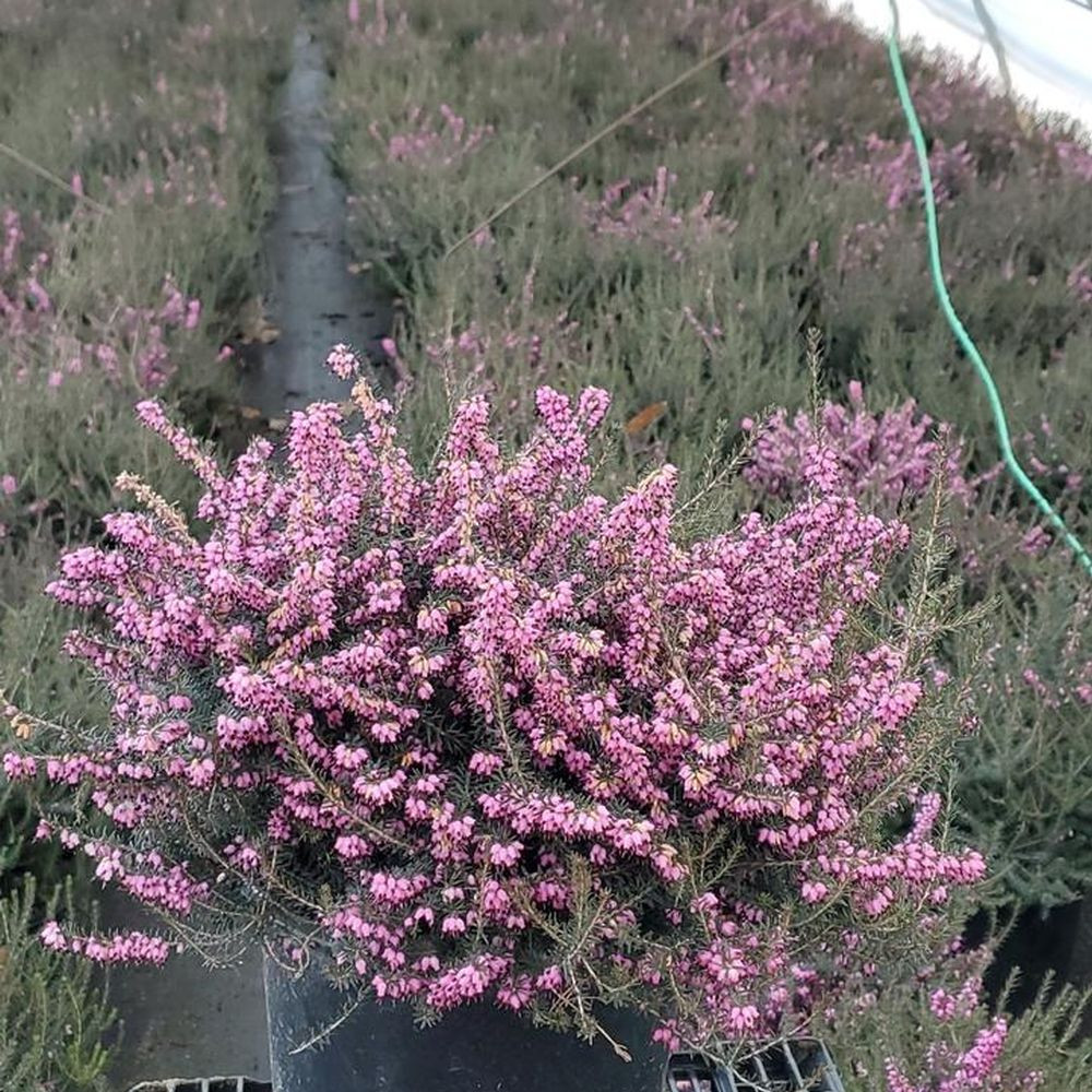 Kramer's Red Spring Heather | Plant Addicts