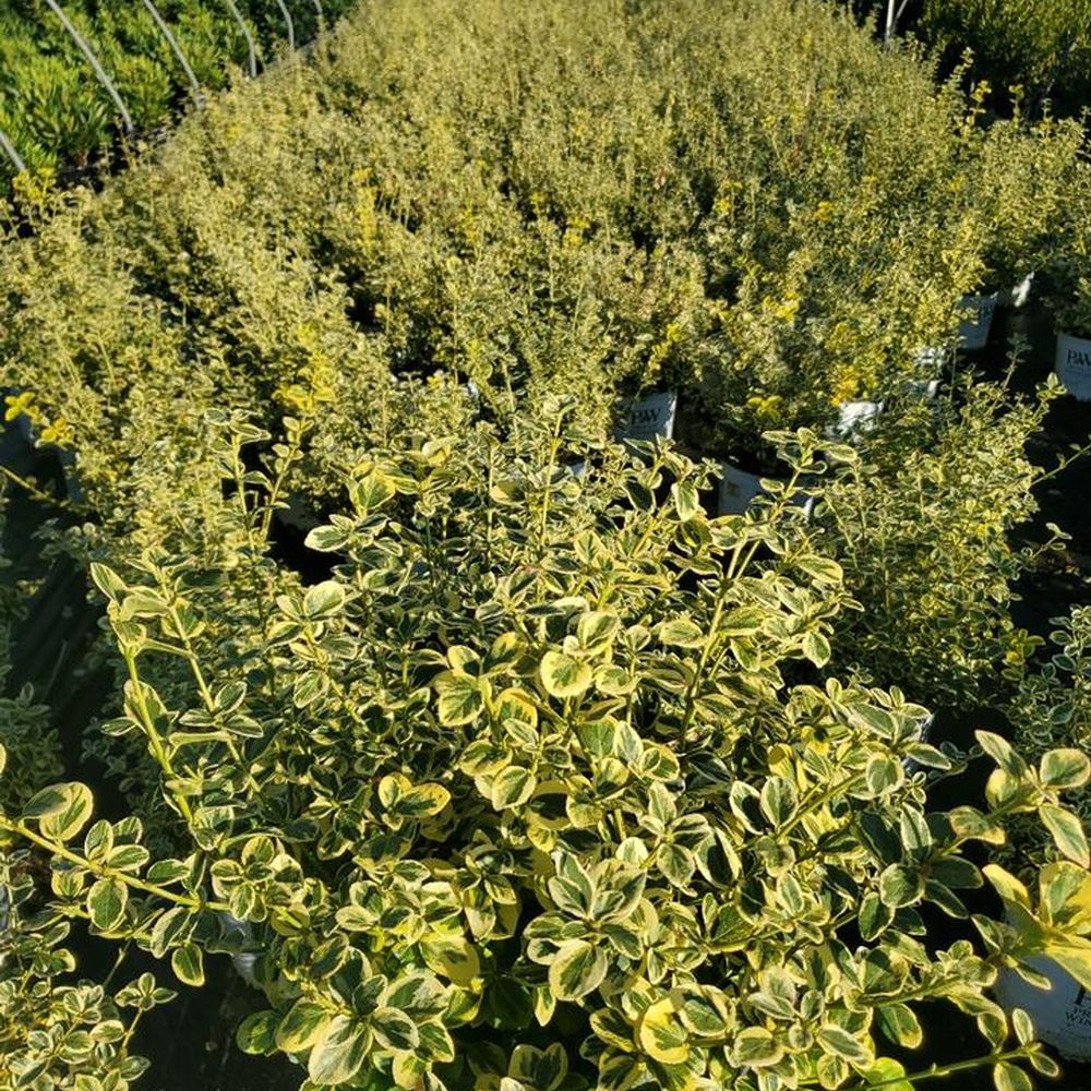 Gold Splash® Euonymus | Plant Addicts