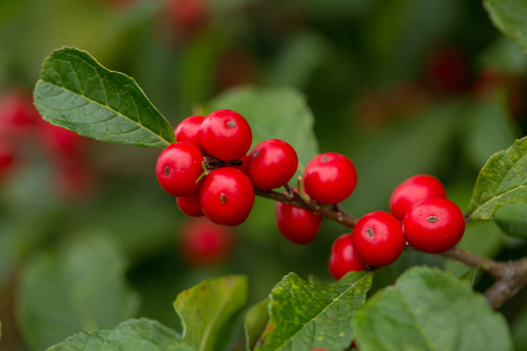 Wildfire™ Winterberry | Plant Addicts