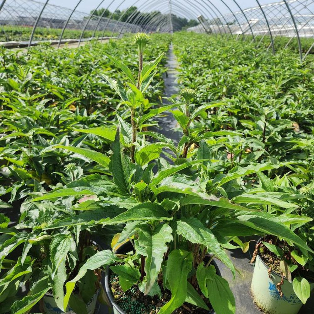Ruby Star Coneflower | Plant Addicts