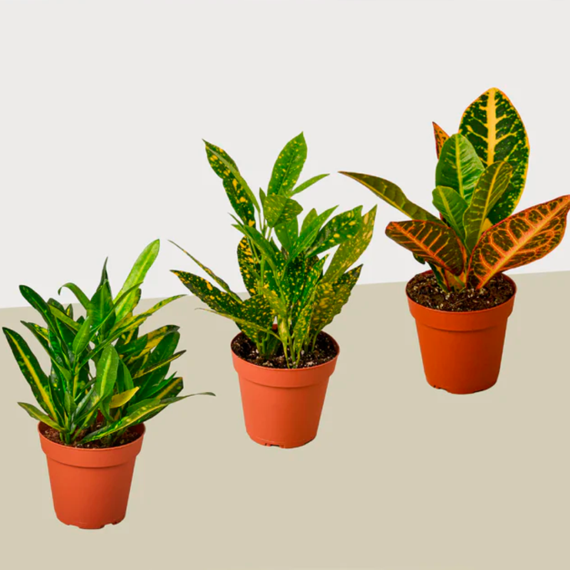 Croton Variety Pack | Plant Addicts