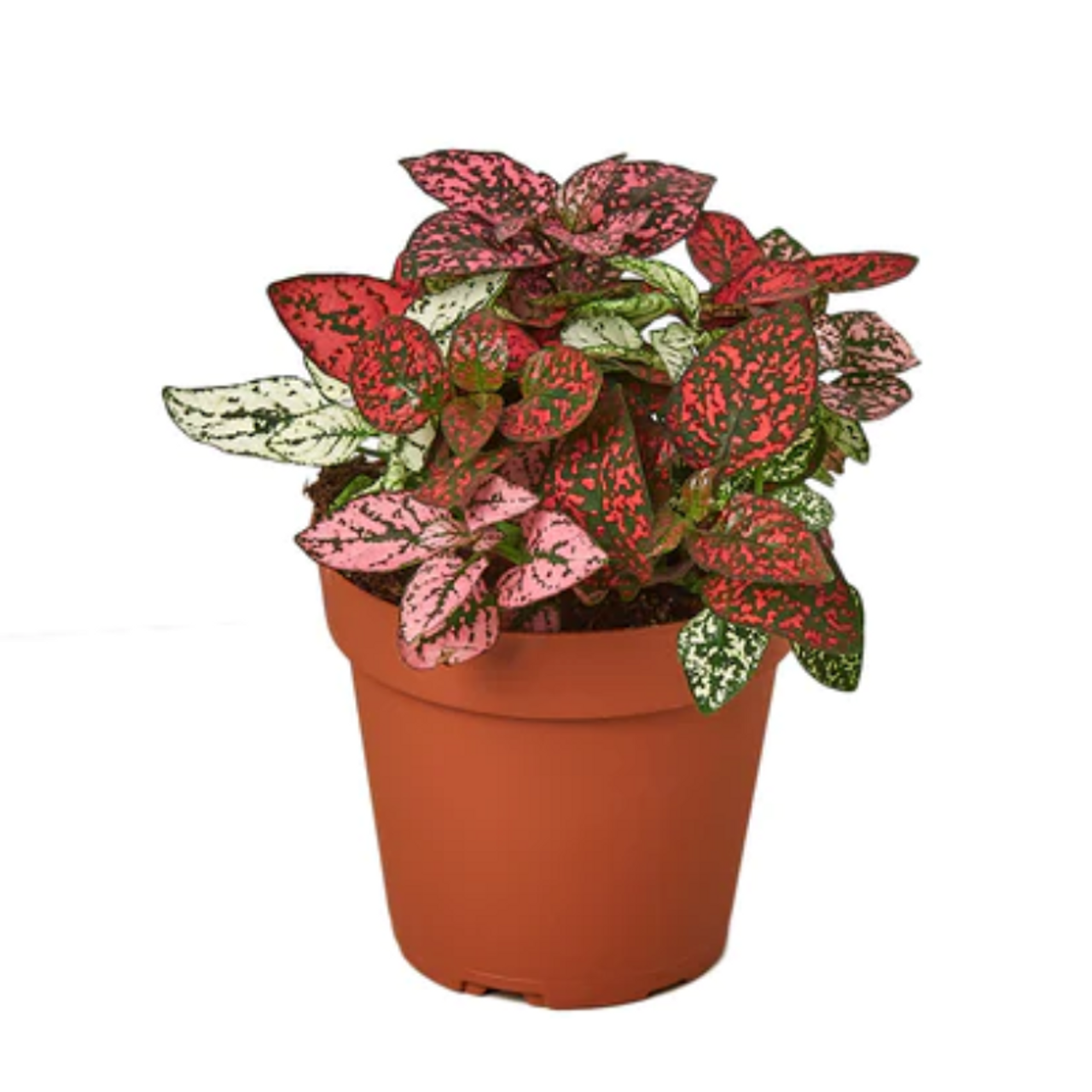 Polka Dot Plant Combo Pack | Plant Addicts Polka Dot Plant Combo Pack | Plant Addicts