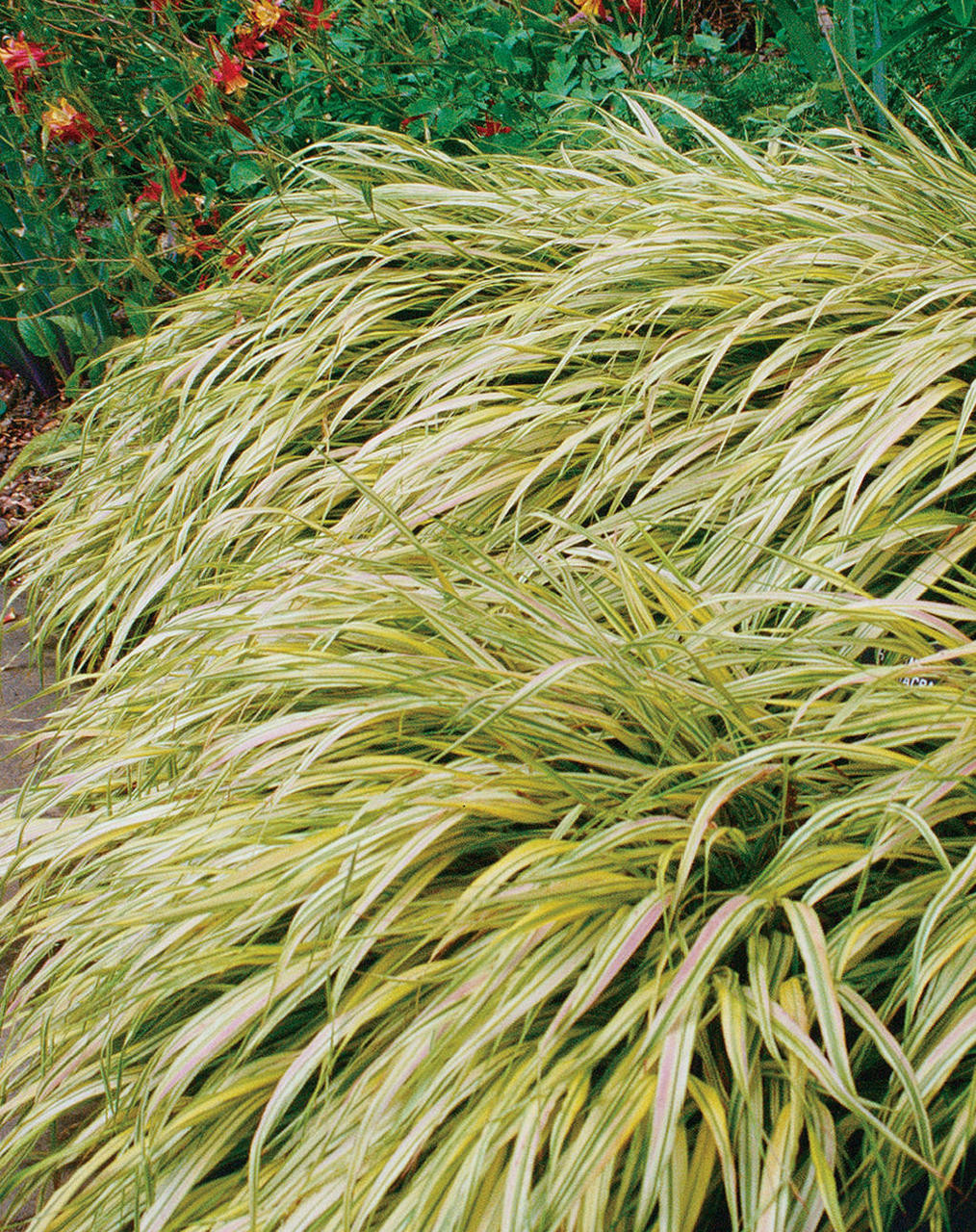 Aureola Golden Variegated Japanese Forest Grass Plant Addicts