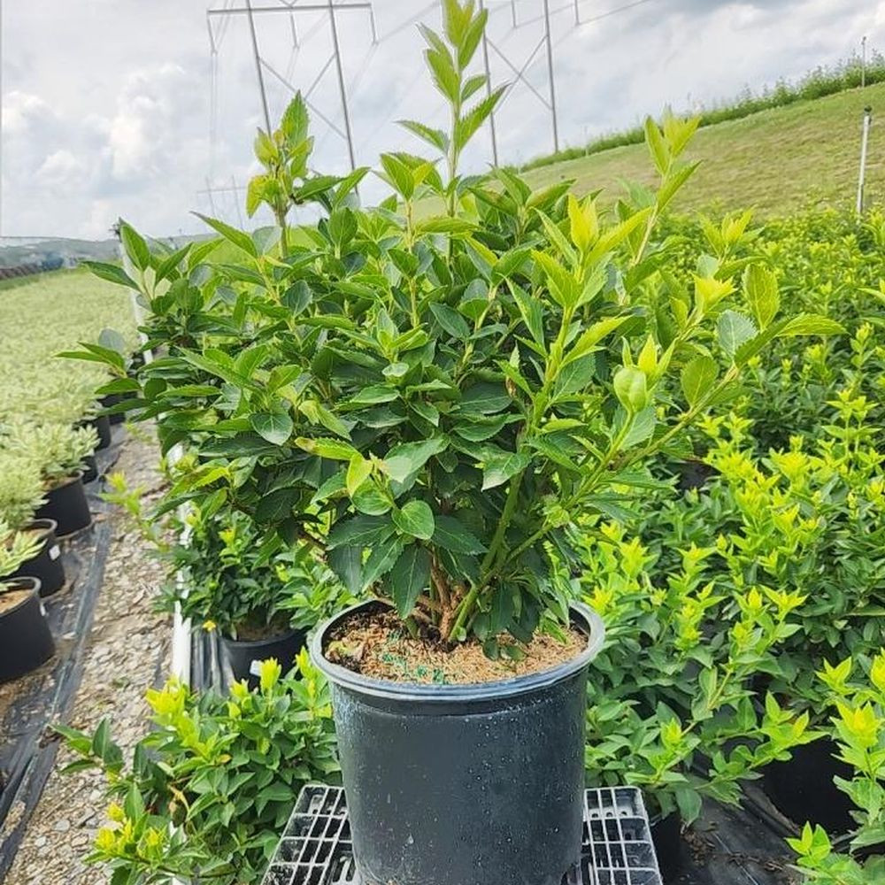 Magical® Gold Forsythia | Plant Addicts