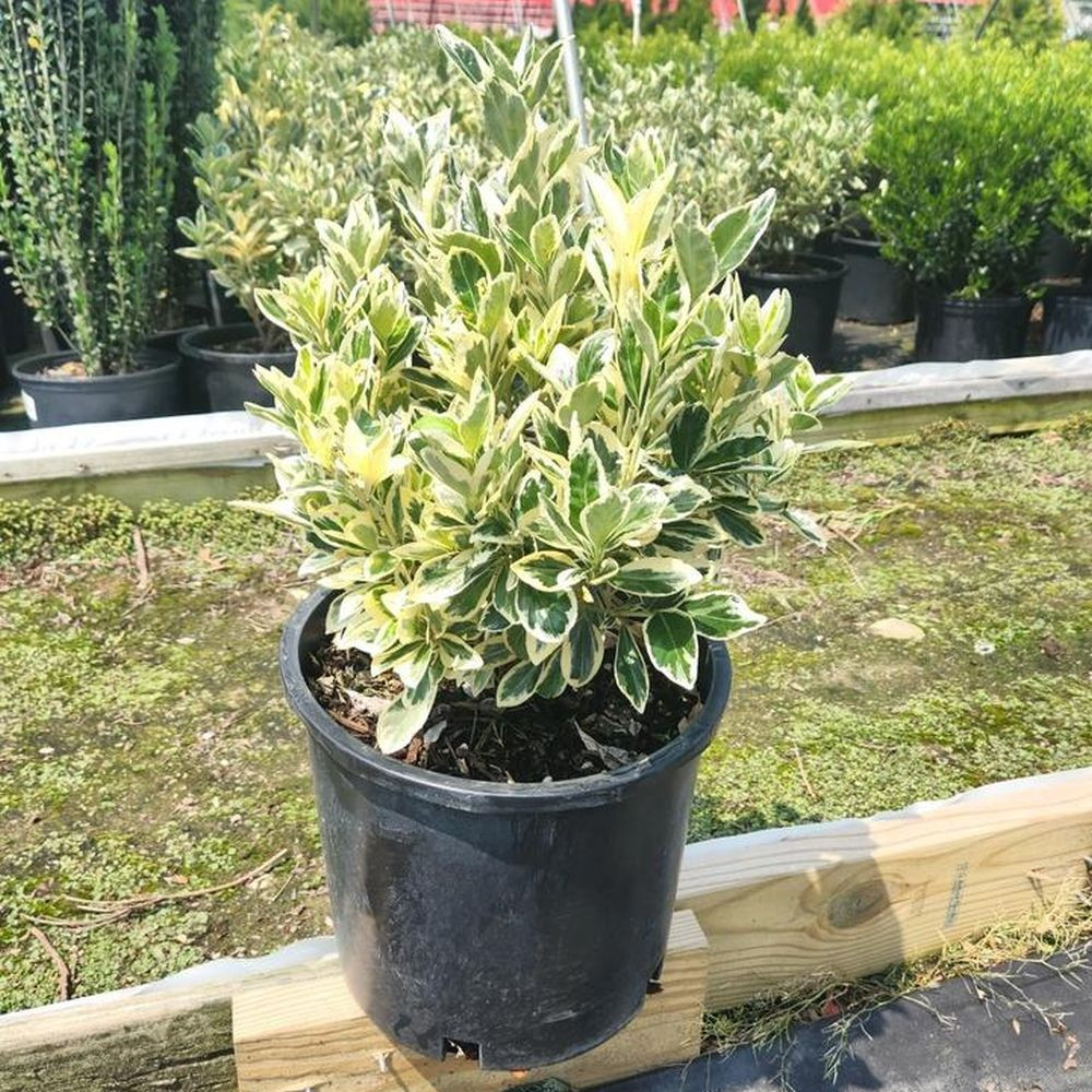 Silver Queen Euonymus | Plant Addicts