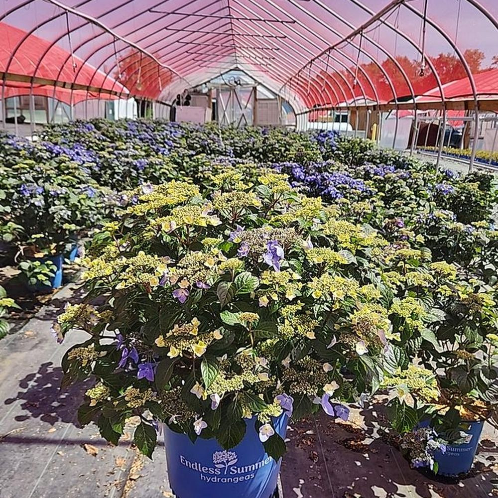 Endless Summer® Pop Starâ ¢ Hydrangea | Plant Addicts