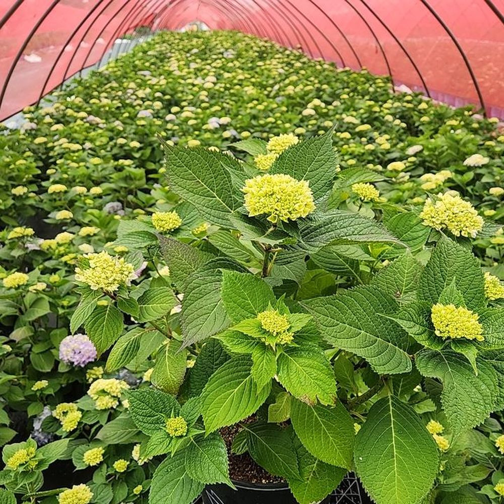 Nantucket Blue™ Hydrangea | Plant Addicts
