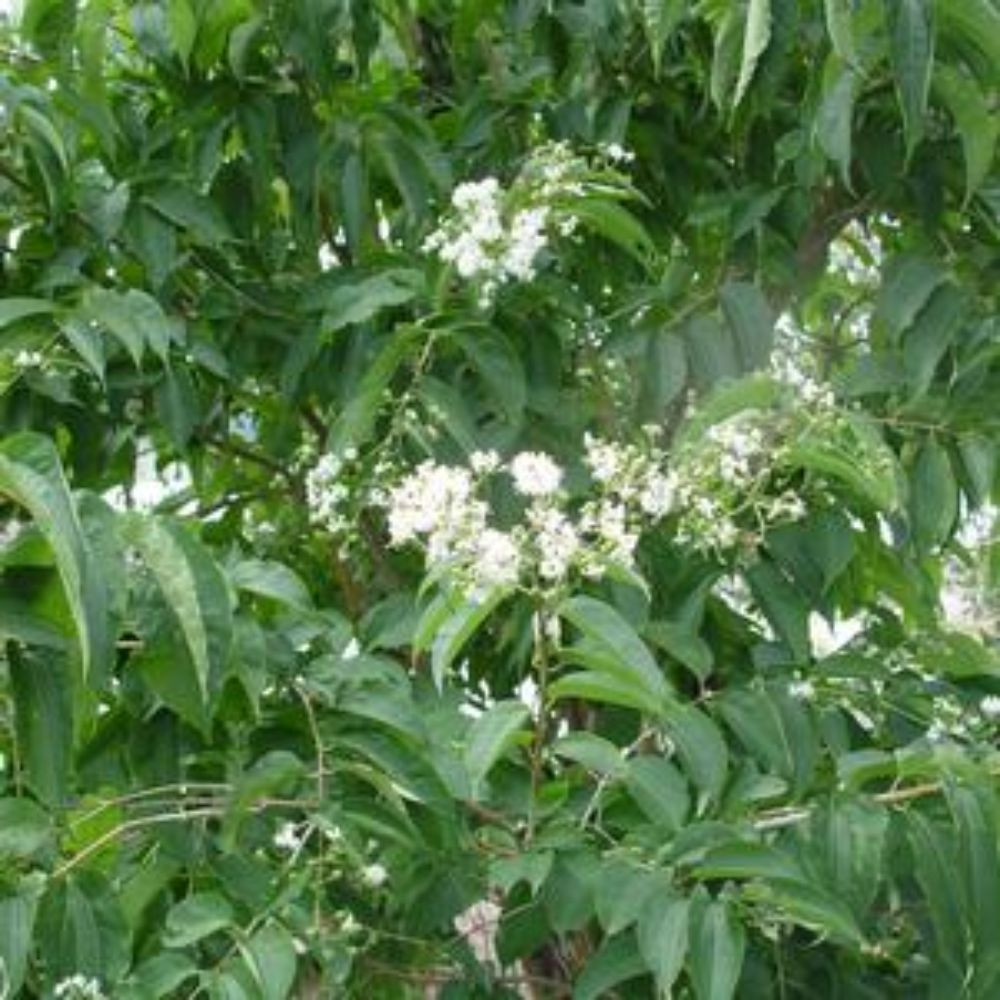 Seven-Sons Flower Tree | Plant Addicts