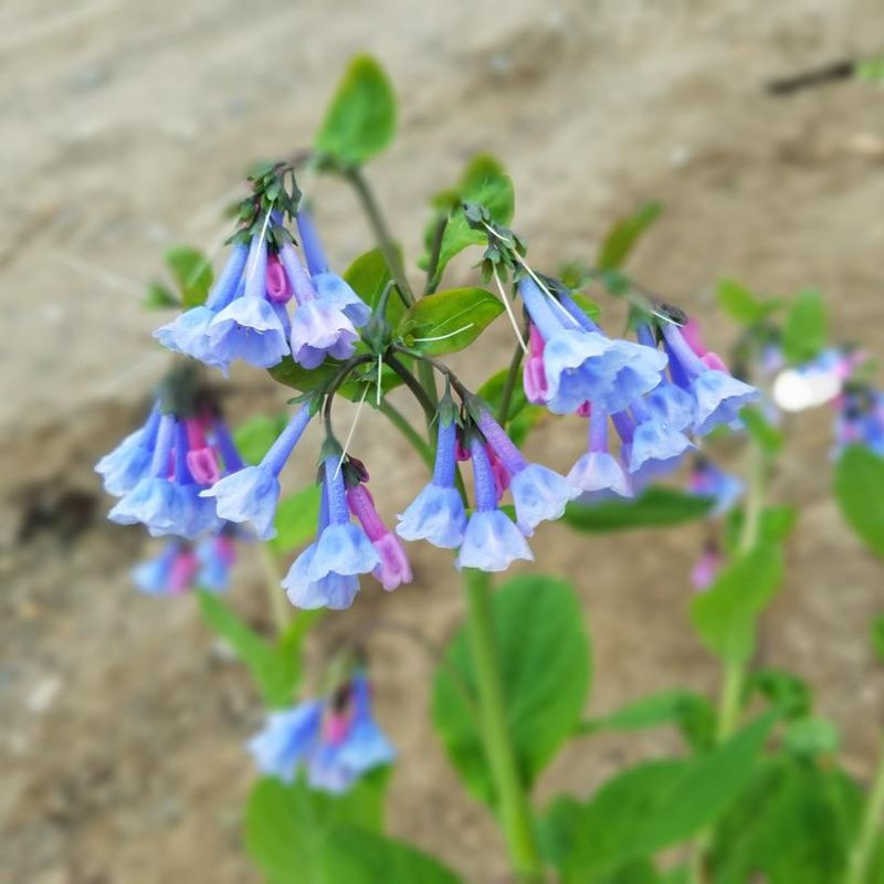 Virginia Bluebells | Plant Addicts