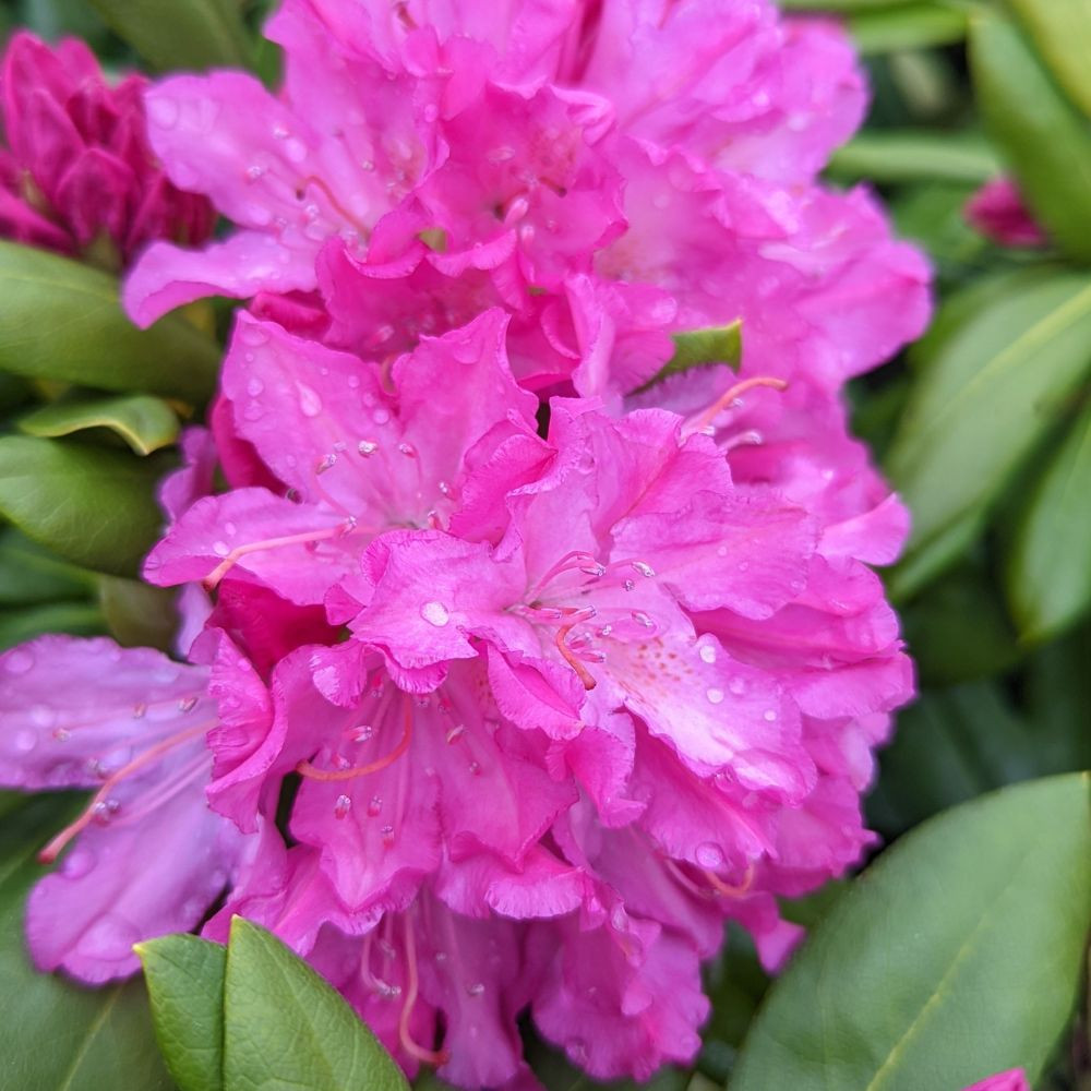 Pink Rosebay Rhododendron | Plant Addicts