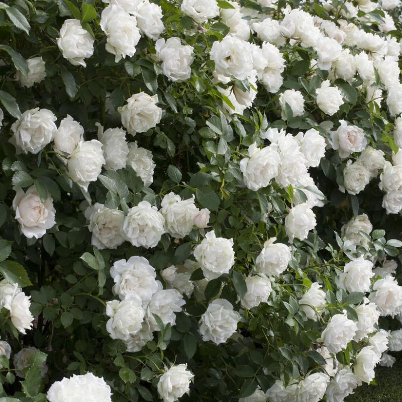 Icecap™ Landscape Shrub Rose | Plant Addicts