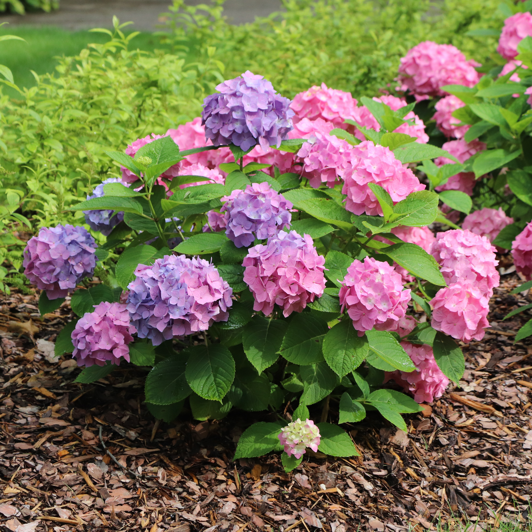 Let's Dance® Sky View Hydrangea | Plant Addicts
