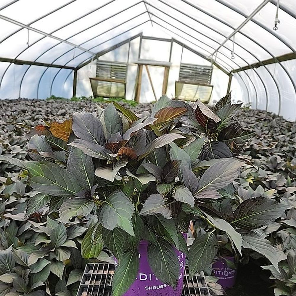 First Editions® Eclipse® Hydrangea | Plant Addicts