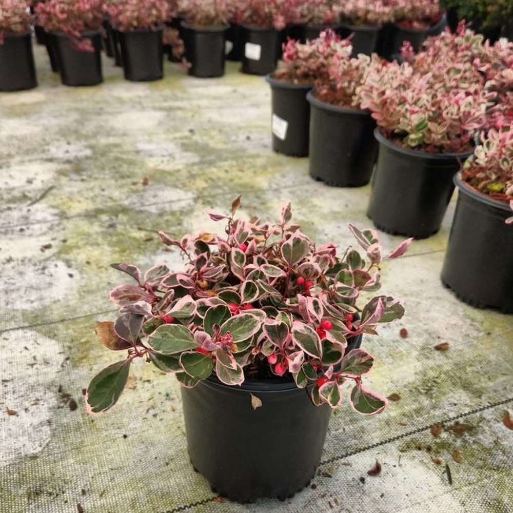 Winter Splash™ Variegated Wintergreen | Plant Addicts