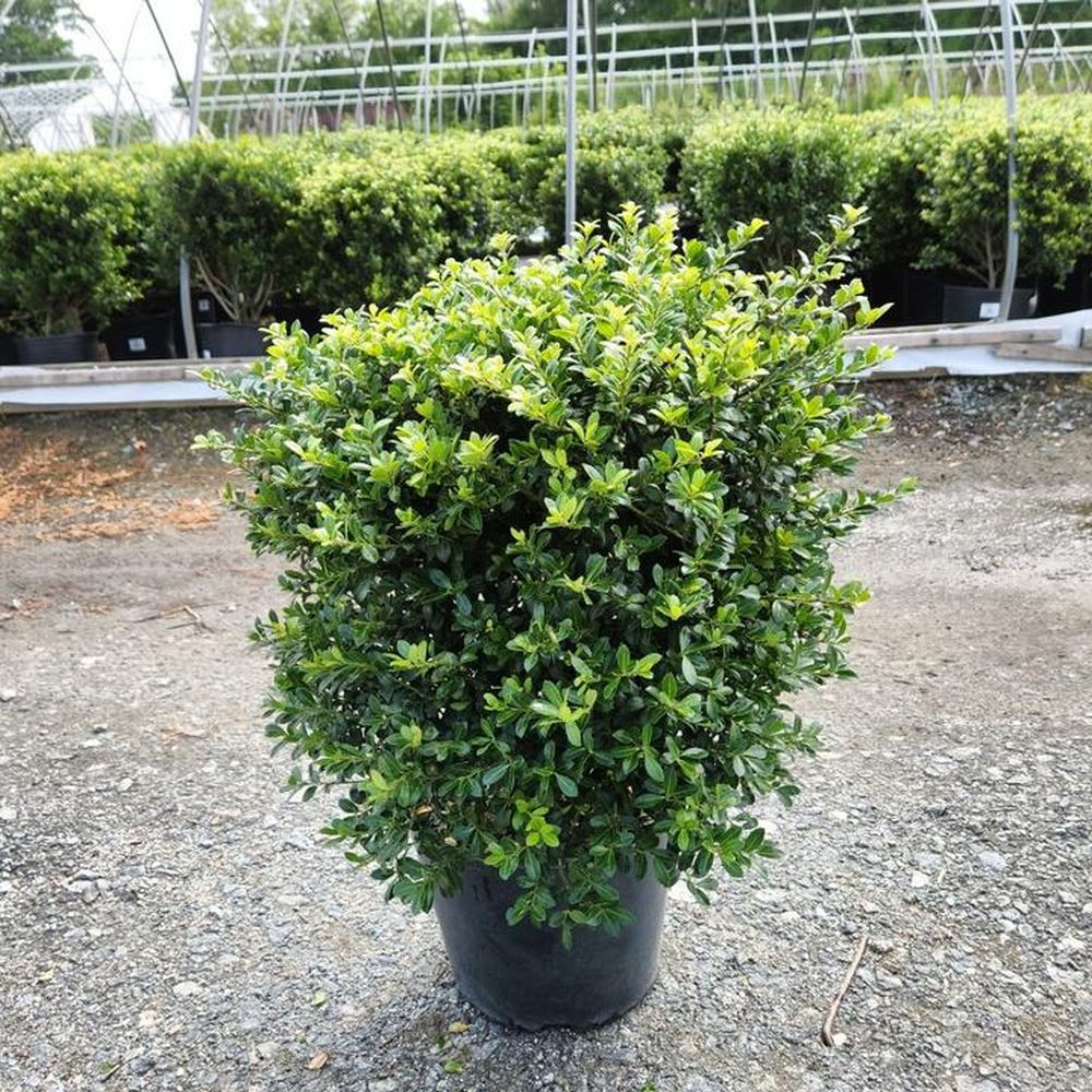 Green Luster Japanese Holly | Plant Addicts