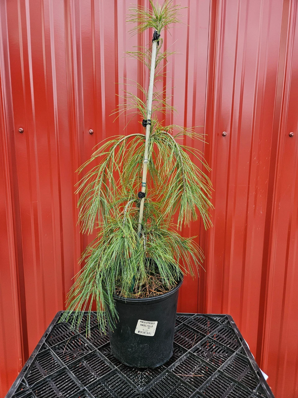 Angel Falls Weeping White Pine | Plant Addicts