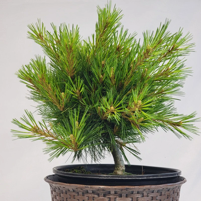 Niagara Falls Eastern White Pine | Plant Addicts