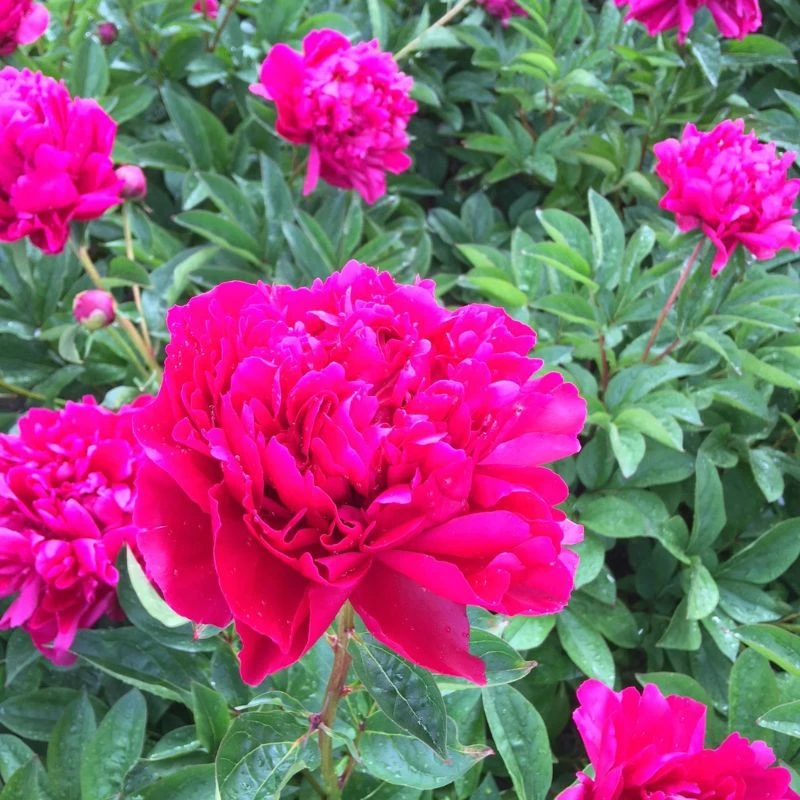 Lady In Red Peony | Plant Addicts