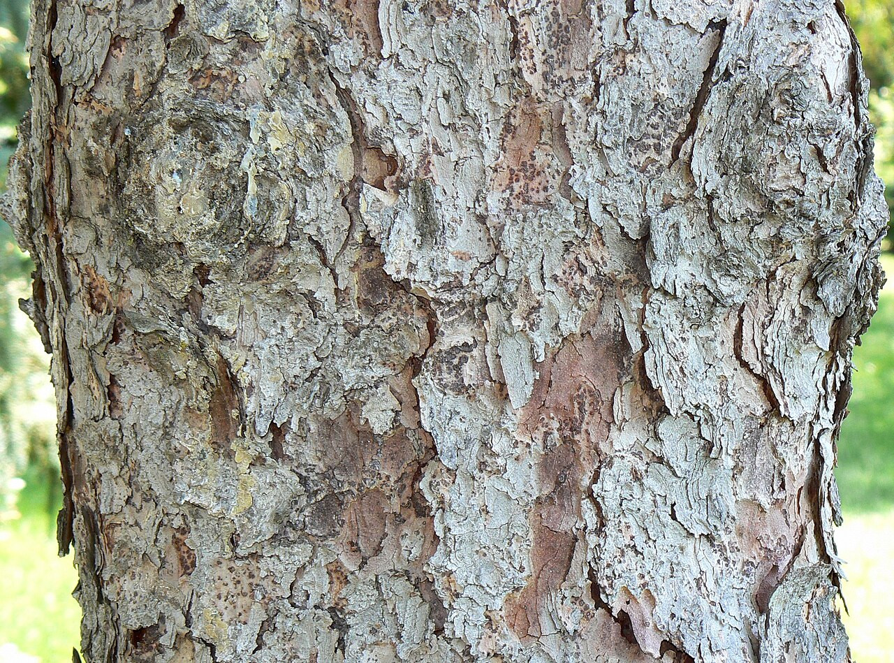 White Spruce | Plant Addicts