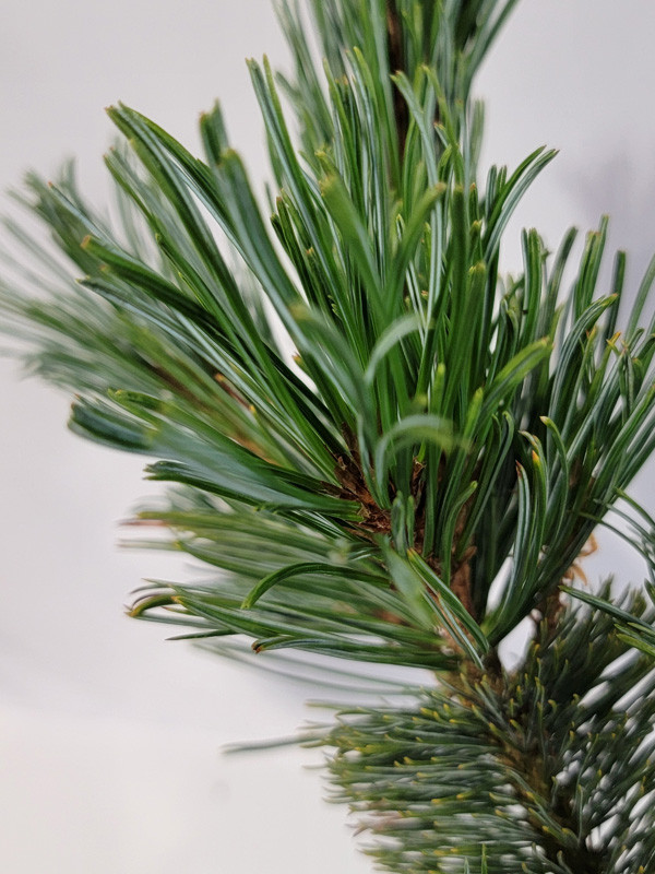 Extra Blue Limber Pine | Plant Addicts