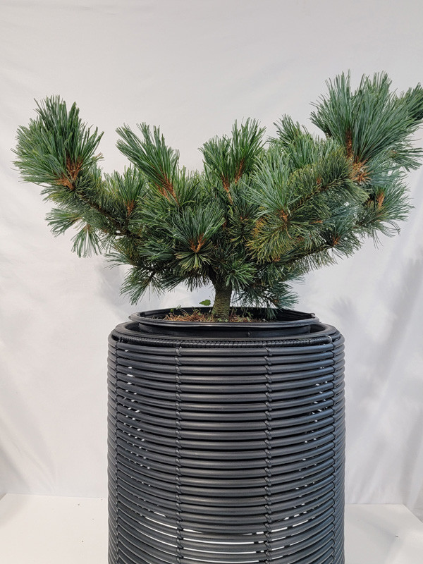 Extra Blue Limber Pine | Plant Addicts