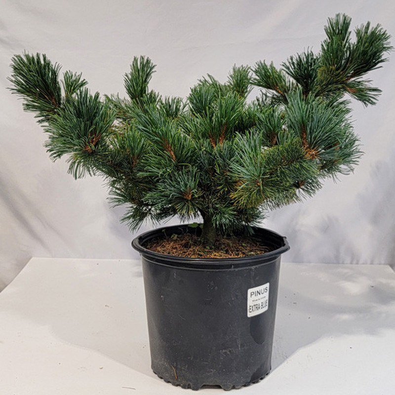Extra Blue Limber Pine | Plant Addicts