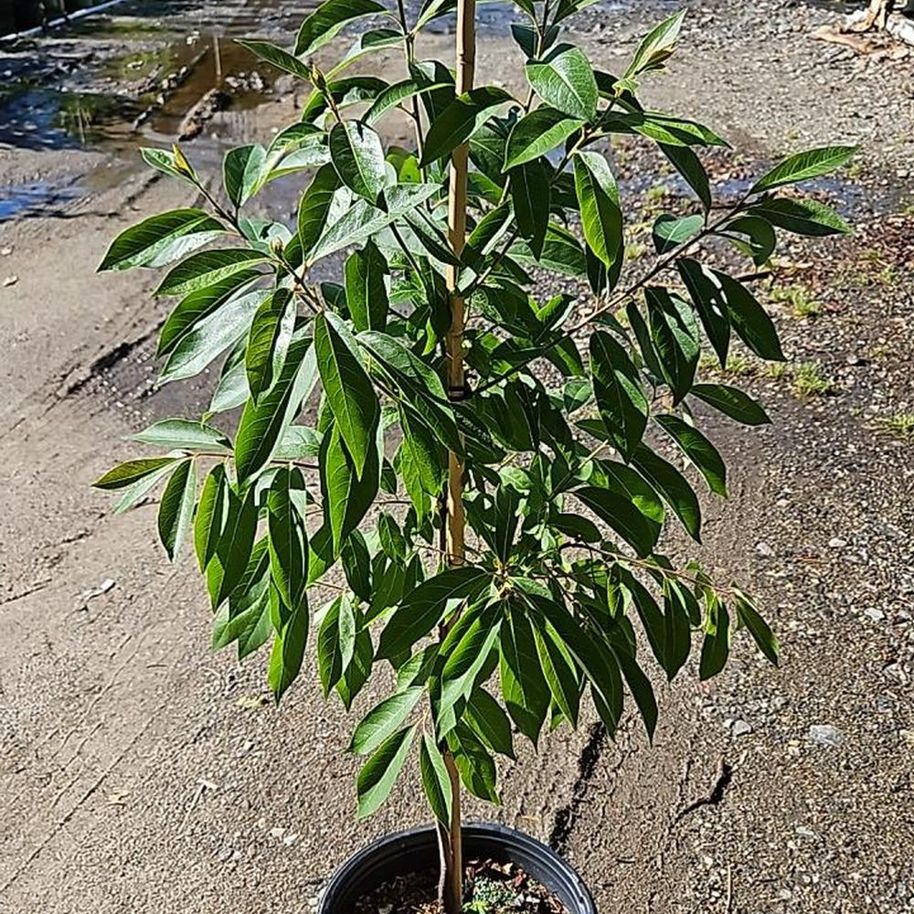 Common Persimmon | Plant Addicts