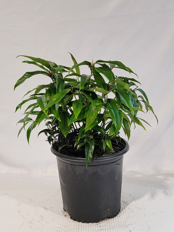 Scarletta Drooping Laurel | Plant Addicts