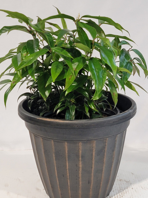 Scarletta Drooping Laurel | Plant Addicts