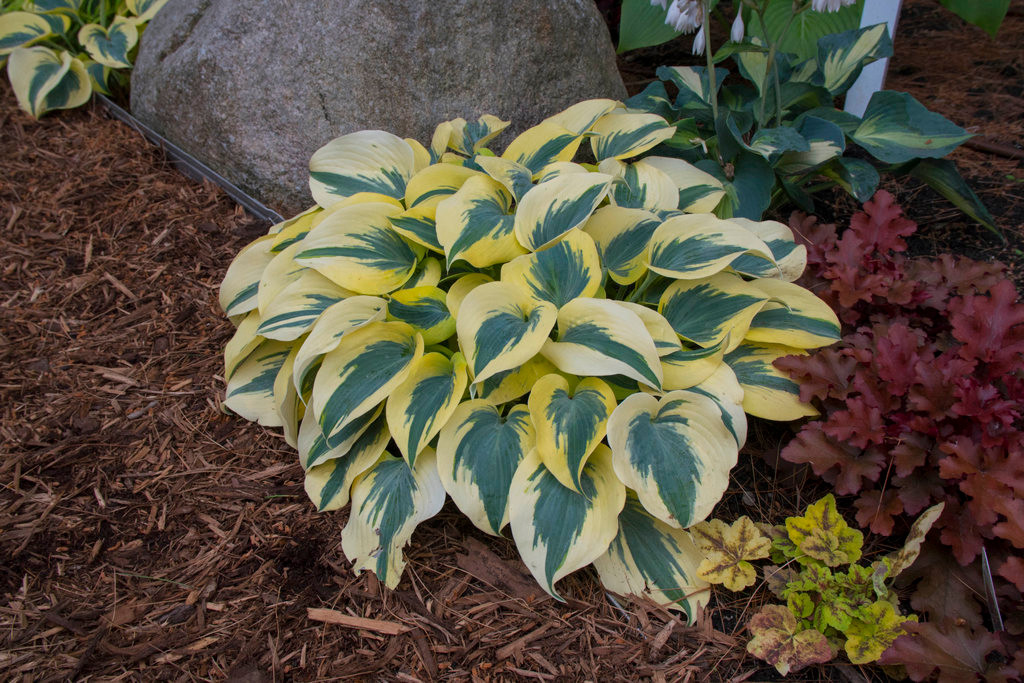 Shadowland® Autumn Frost Hosta | Plant Addicts