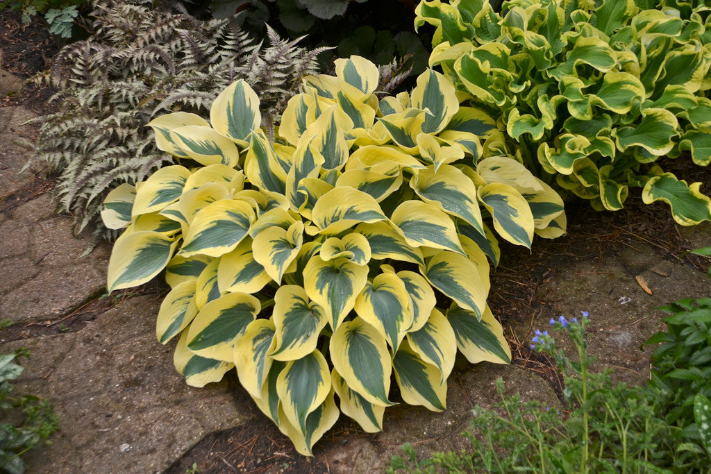 Shadowland® Autumn Frost Hosta | Plant Addicts