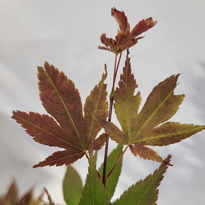 Cider Hill Japanese Maple | Plant Addicts