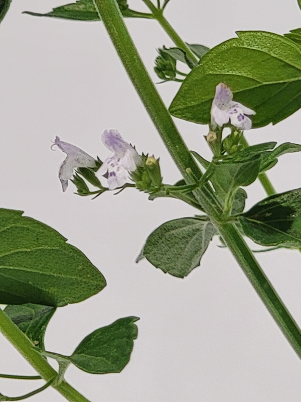 Montrose White Calamint | Plant Addicts