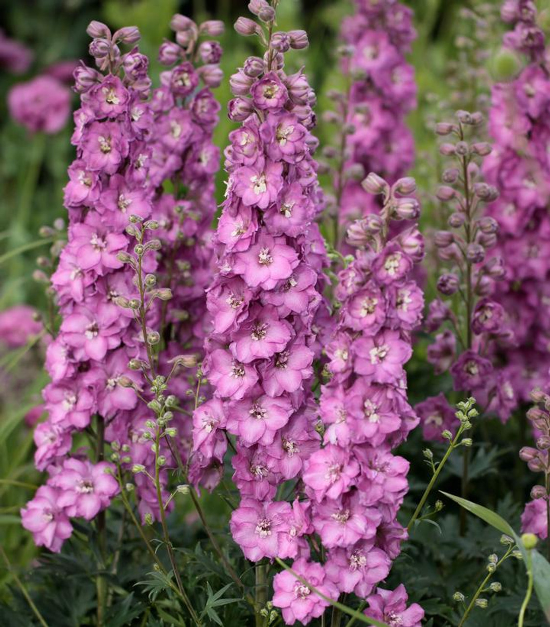 Chantay Delphinium | Plant Addicts Chantay Delphinium | Plant Addicts